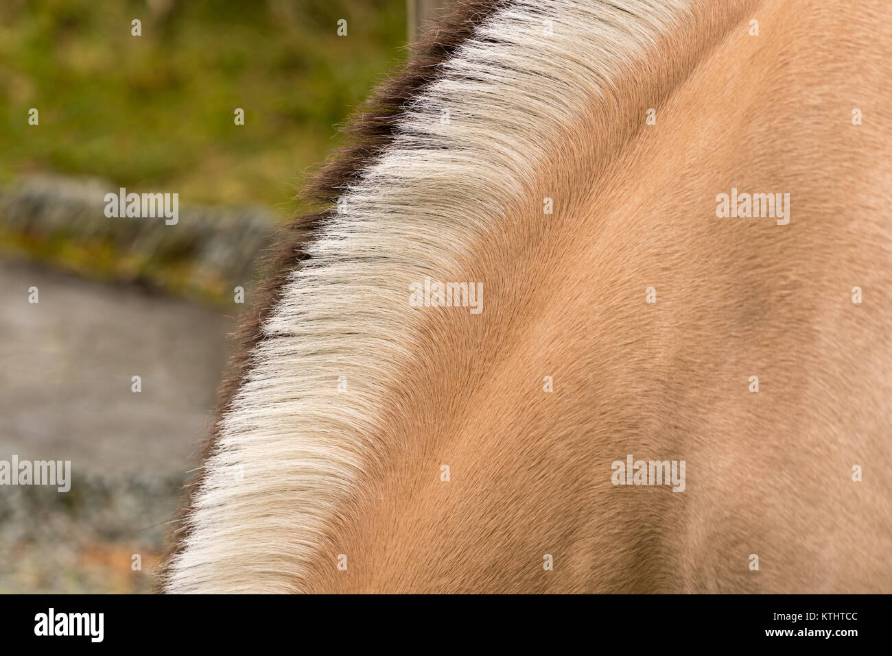Distinctive markings and mane of Fjord Horse Stock Photo - Alamy