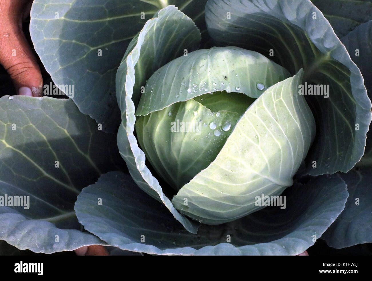 Jammu, India. 26th Dec, 2017. Indian farmers harvest cabbages in a farm ...