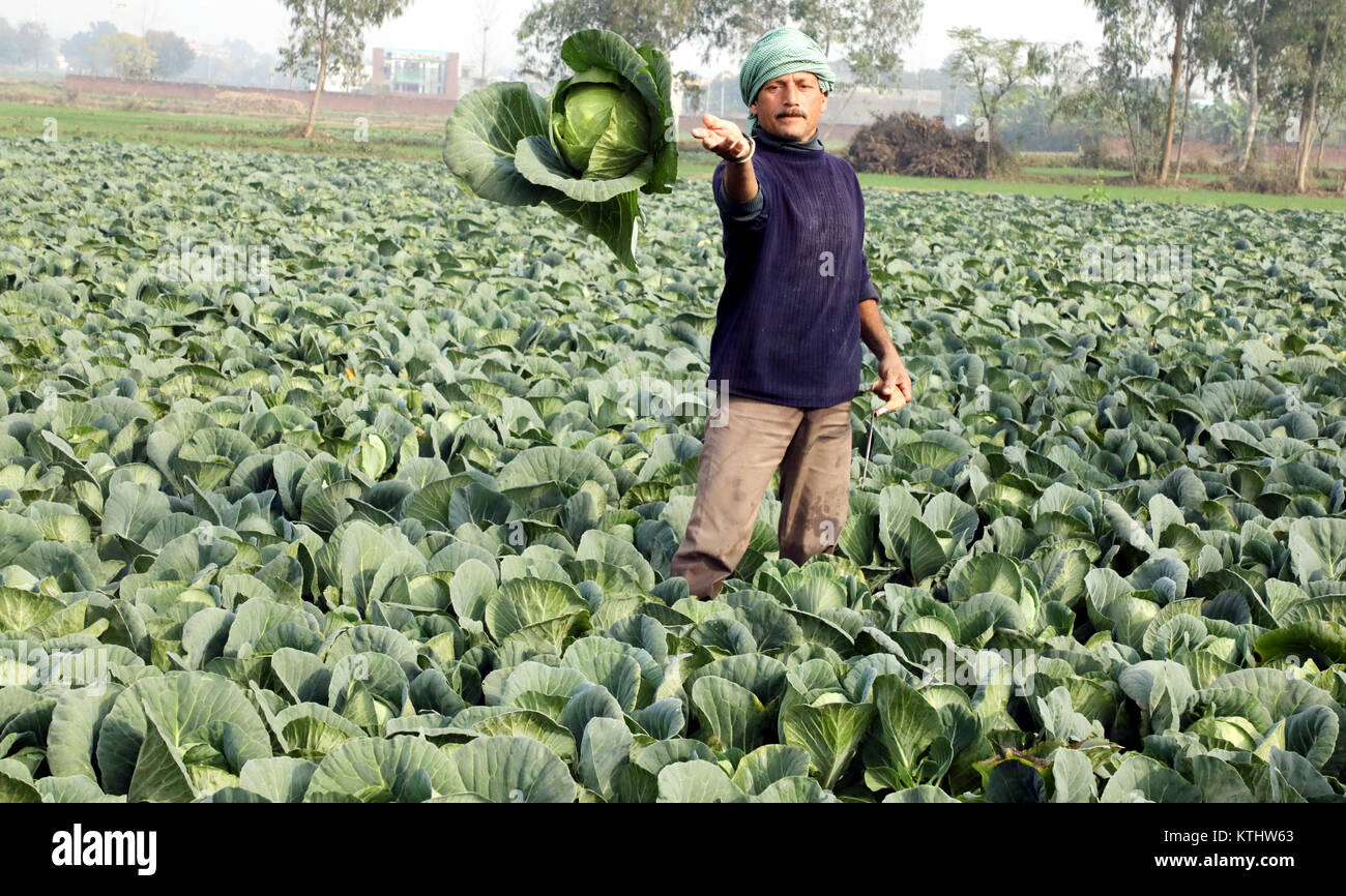 Jammu, India. 26th Dec, 2017. Indian farmers harvest cabbages in a farm ...