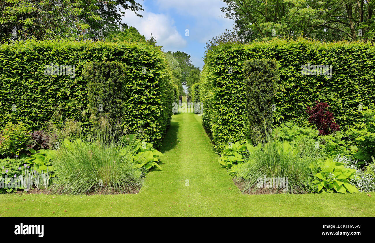 A Formal Landscape garden with grass path between shaped hedges Stock ...
