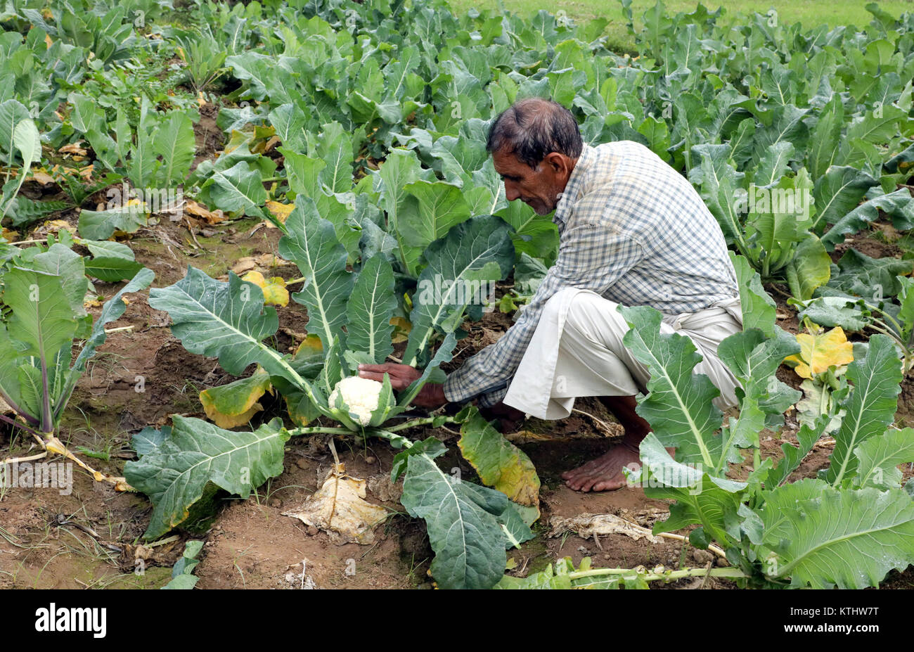 Cauliflower farming in india hi-res stock photography and images - Alamy