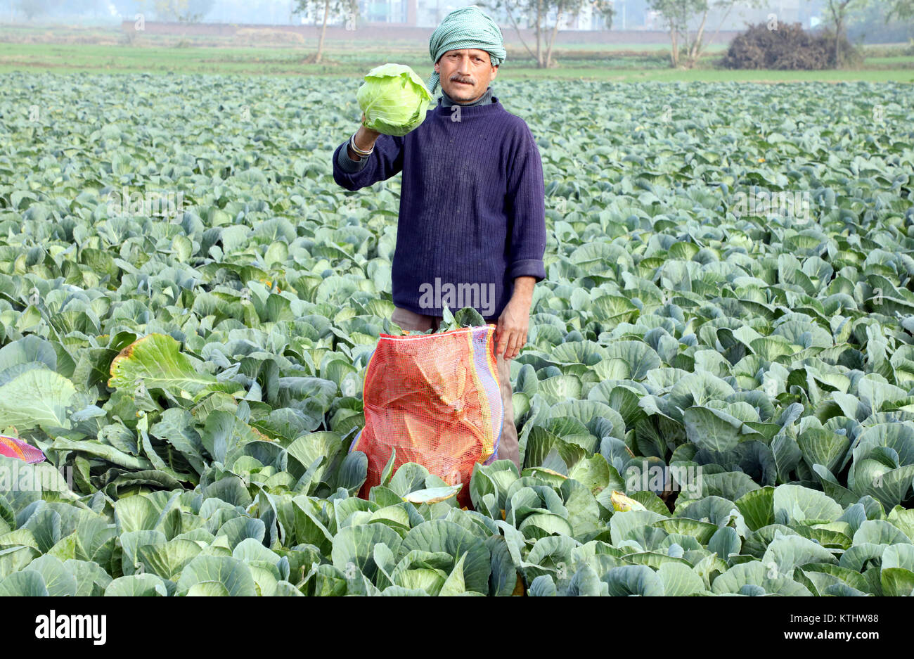 Jammu, India. 26th Dec, 2017. Indian farmers harvest cabbages in a farm ...