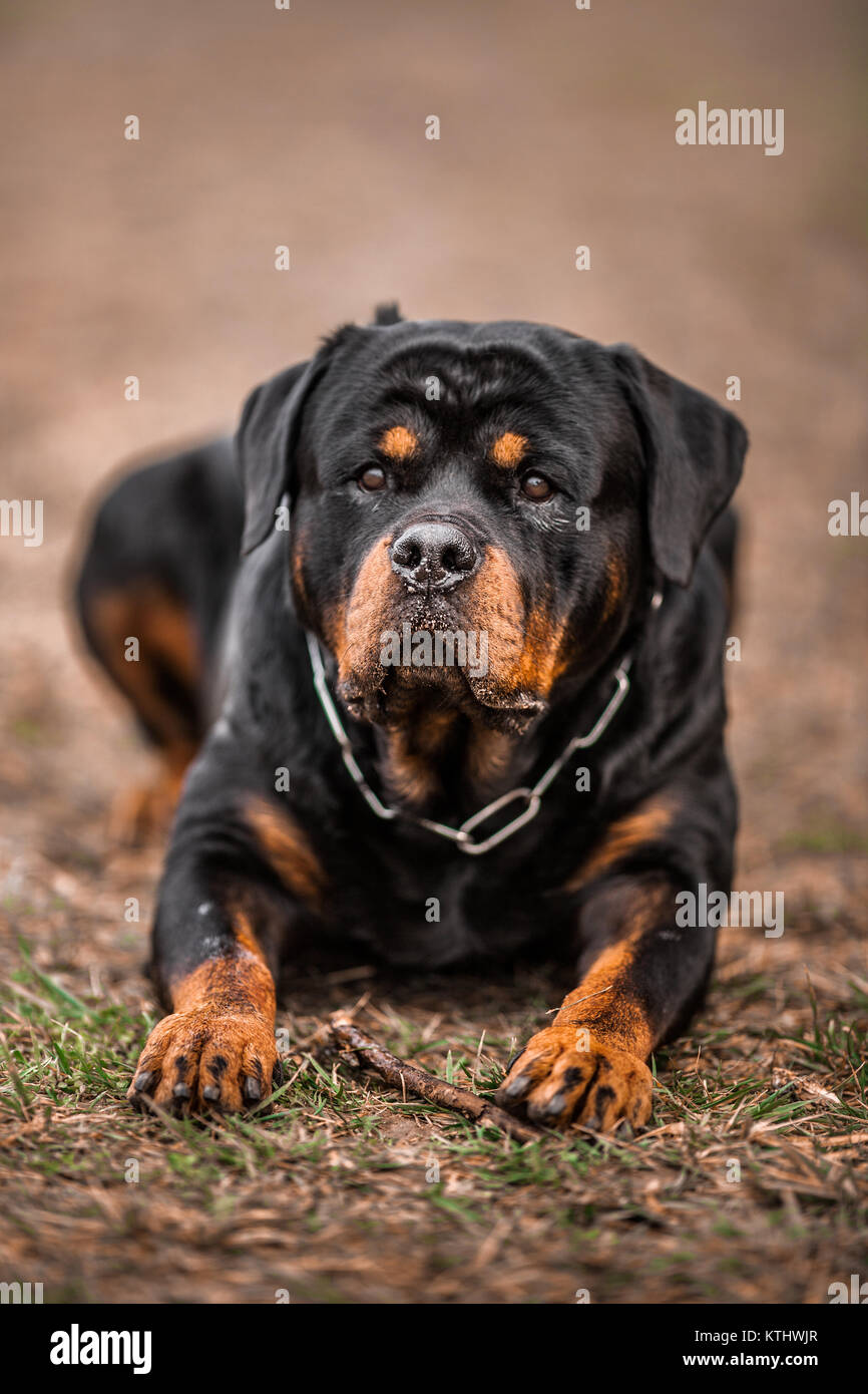 Adorable Devoted Purebred Rottweiler Laying on the Grass, Close up ...