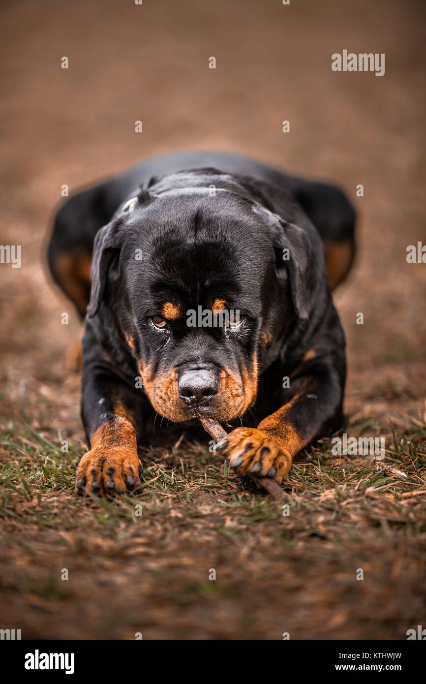 Angry Rottweiler Wallpaper