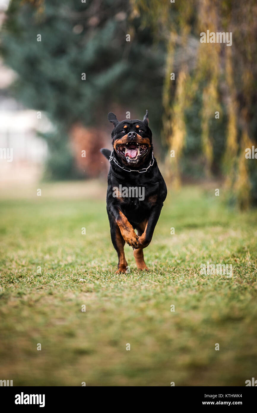 Attact, Adorable Devoted Purebred Rottweiler running Stock Photo - Alamy