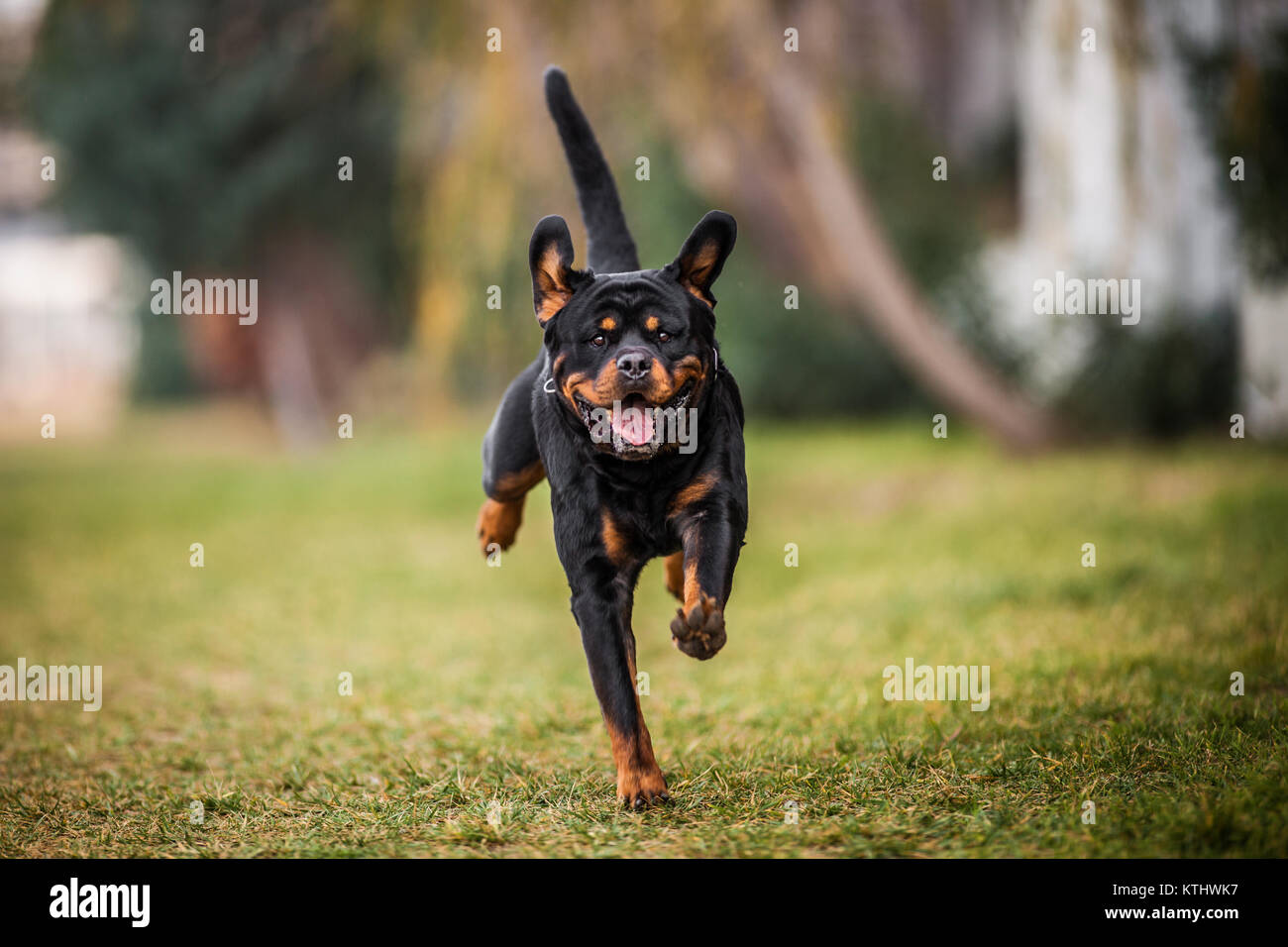 Rottweiler running hi-res stock photography and images - Alamy