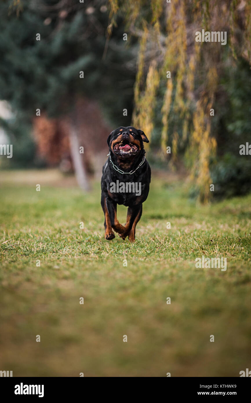 Adorable Devoted Purebred Rottweiler Running Stock Photo - Alamy