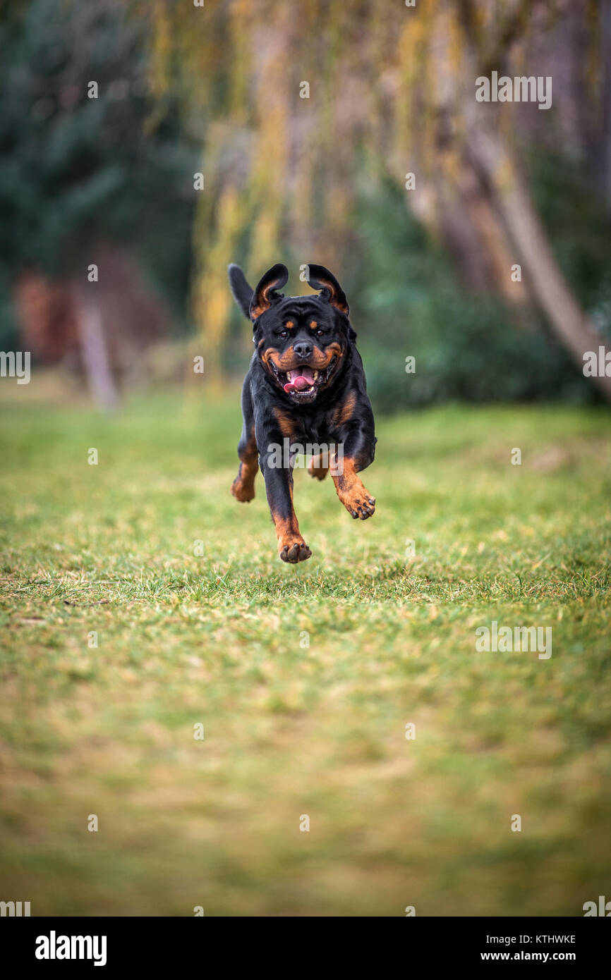 Adorable Devoted Purebred Rottweiler Running, Action cought on air ...