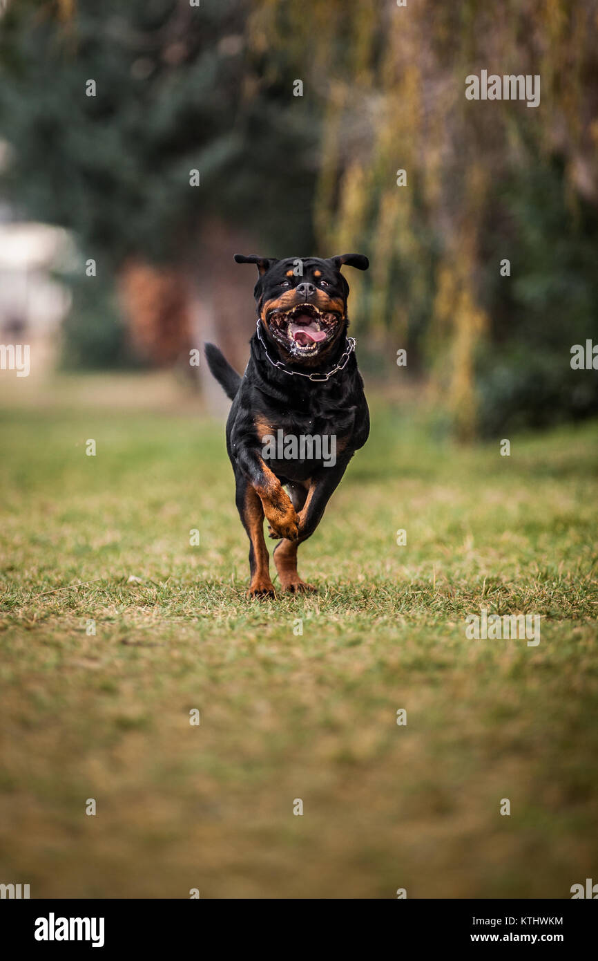 Adorable Devoted Purebred Rottweiler Running Stock Photo - Alamy