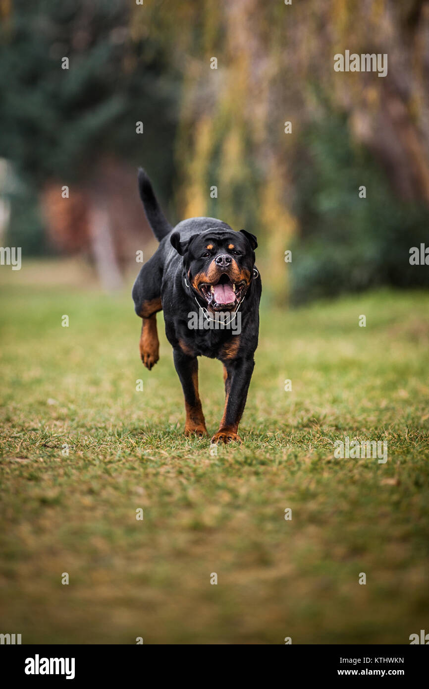 Adorable Devoted Purebred Rottweiler Running Stock Photo - Alamy