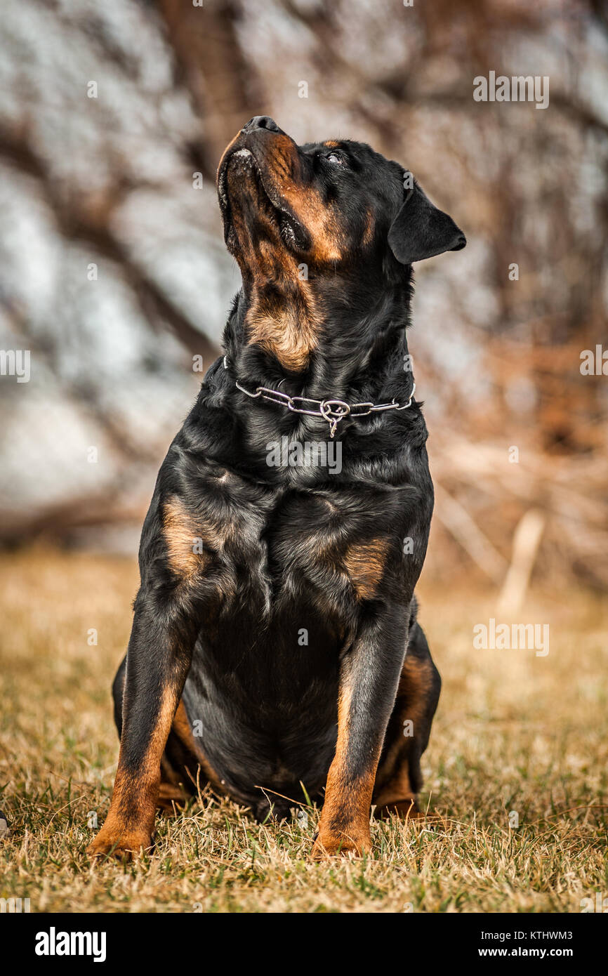 Adorable Devoted Purebred Rottweiler Looking Up Stock Photo - Alamy