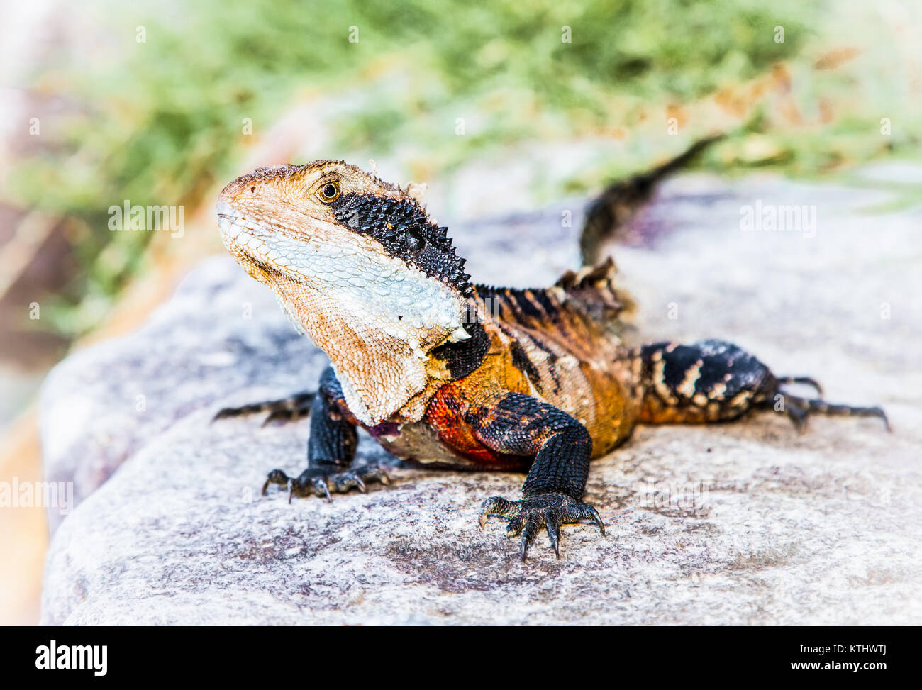Eastern water dragon lizard on Manly beach in Sydney, Australia Stock ...