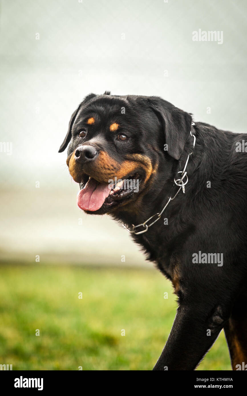 Giant Rottweiler