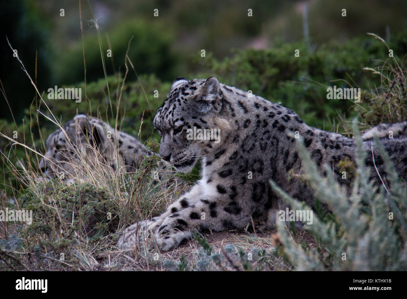 A small population of snow leopards (Panthera Uncia) live in captivity ...