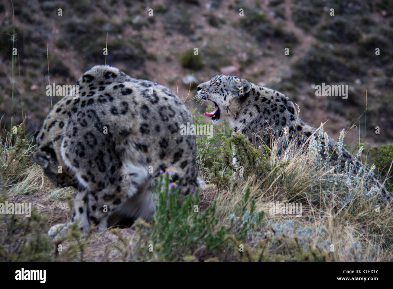 A small population of snow leopards (Panthera Uncia) live in captivity ...