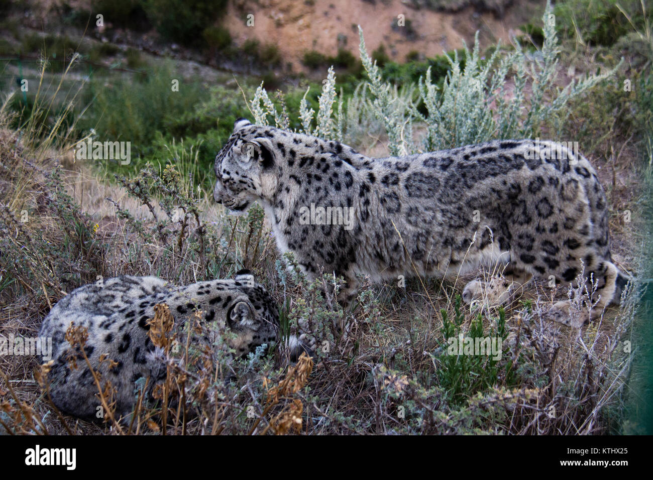 A small population of snow leopards (Panthera Uncia) live in captivity ...