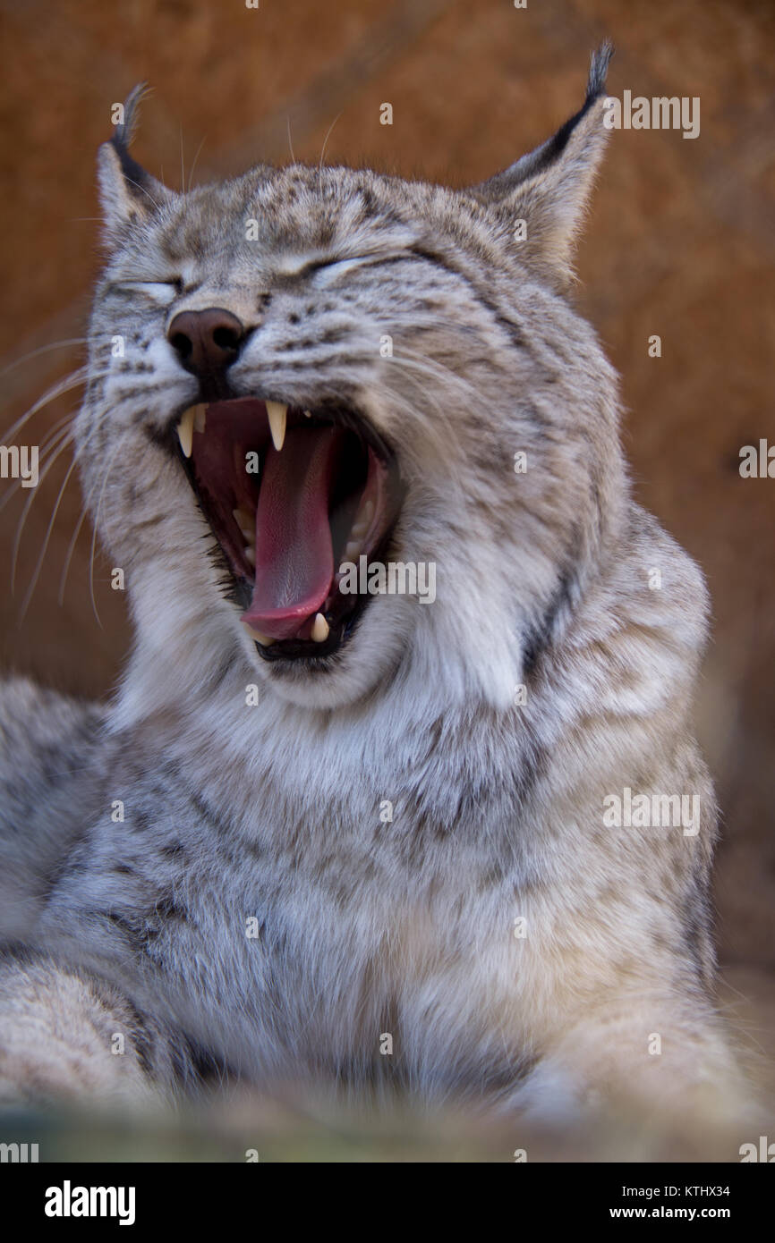 Injured Turkestan Lynx are kept in the care of the NABU Rehabilitation ...