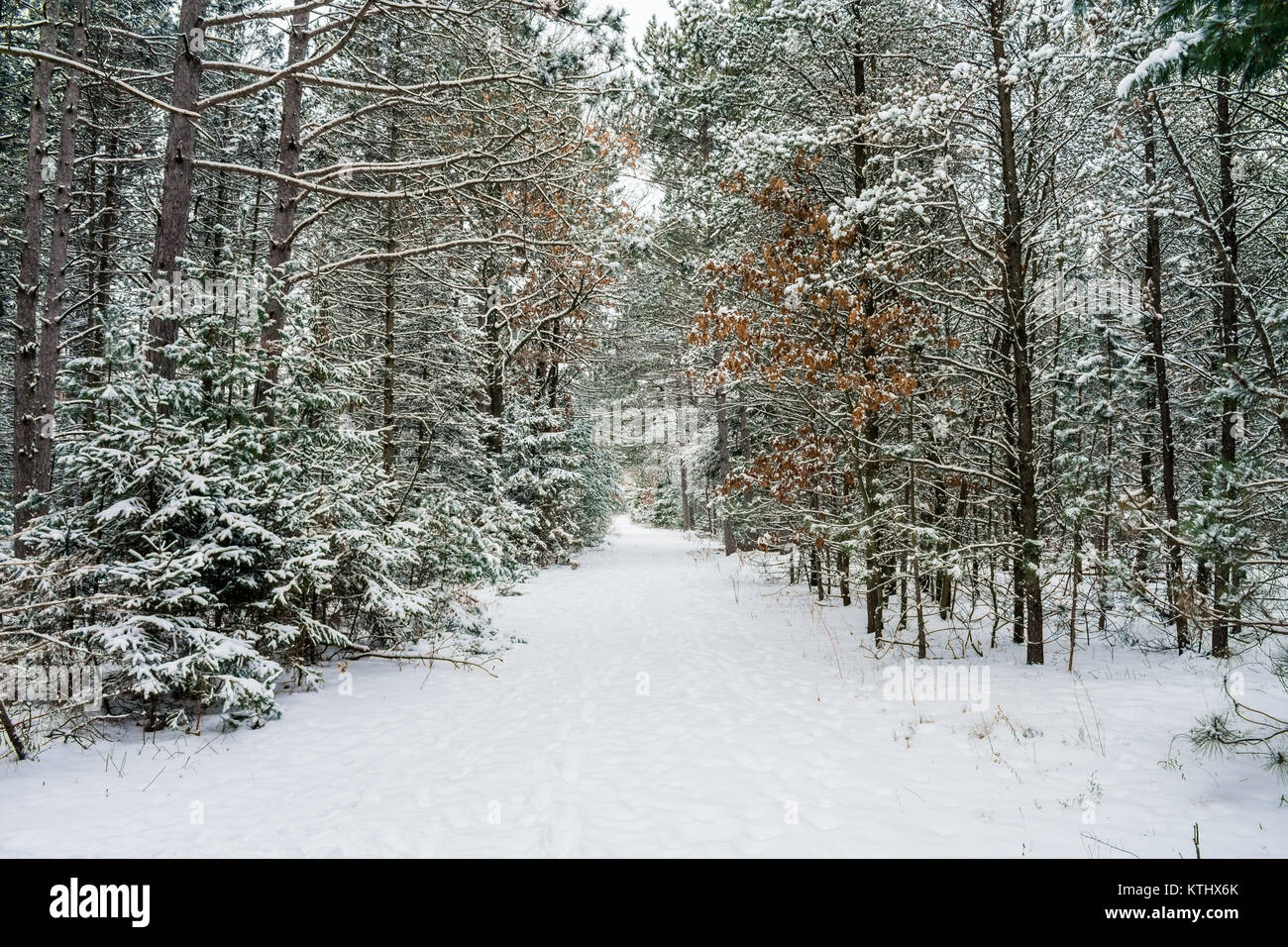 Snowy Winter Woods Stock Photo - Alamy