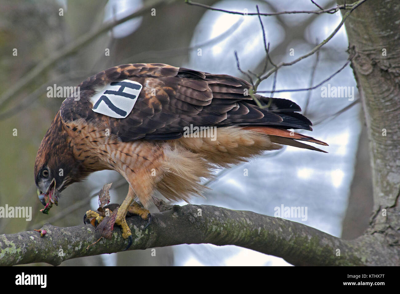 Hawk swooping hi-res stock photography and images - Alamy