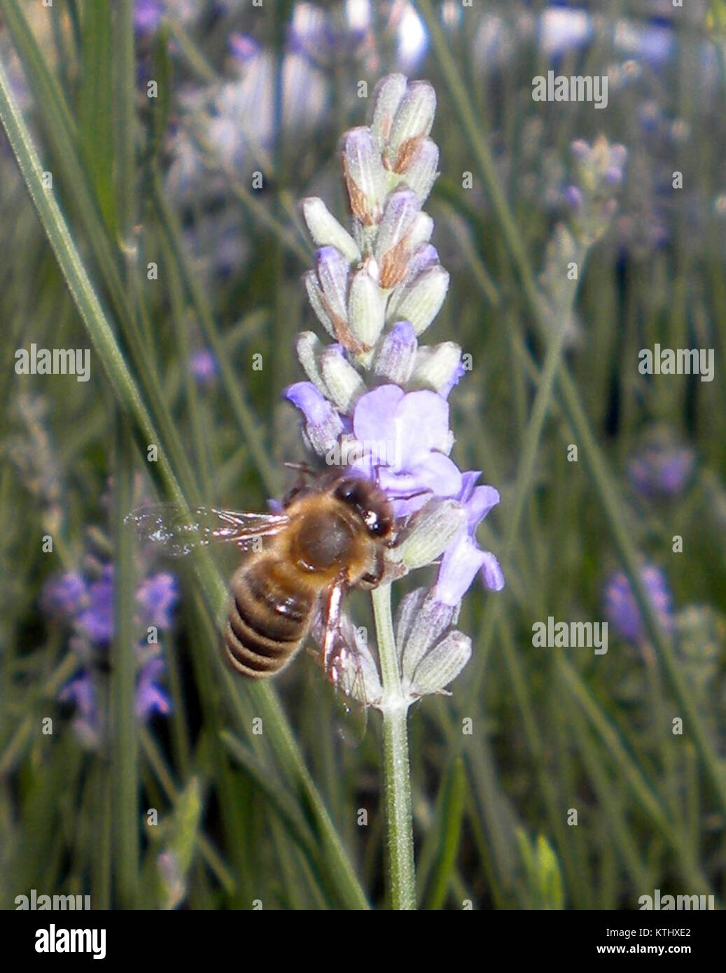 'Bee Out Front 3' is a title referring to a specific image or artwork ...