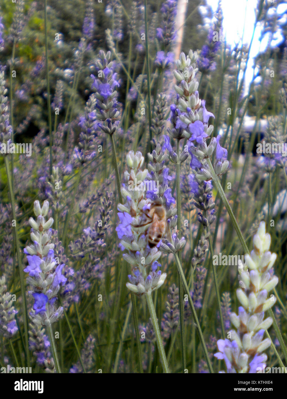 Bee Out Front 1 Stock Photo - Alamy