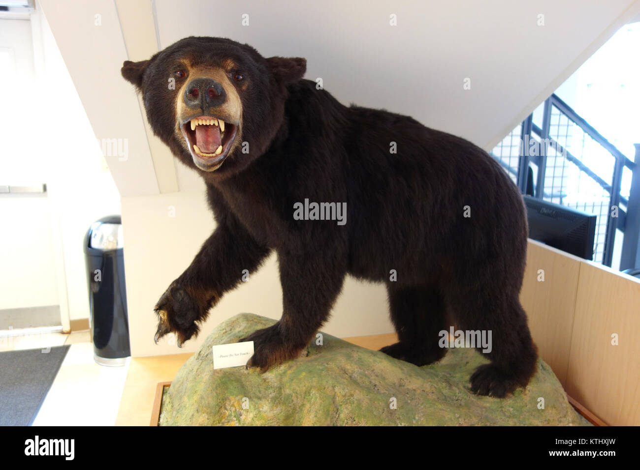 A taxidermied black bear on display at the Connecticut State Museum of ...