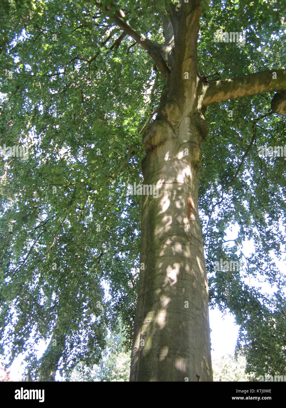 Beuk High Resolution Stock Photography and Images - Alamy