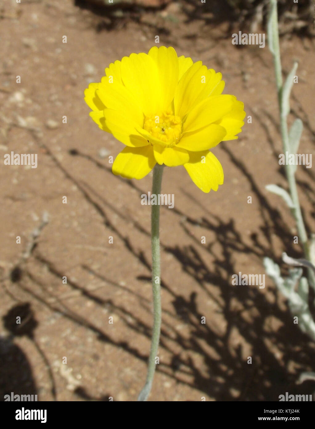 Baileya multiradiata, commonly known as the Desert Baileya, is a ...