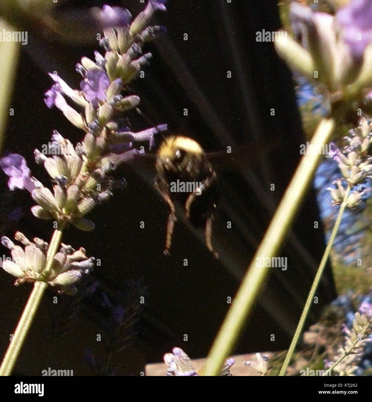 Close-up photograph of a bee mid-flight, captured in high detail with a ...