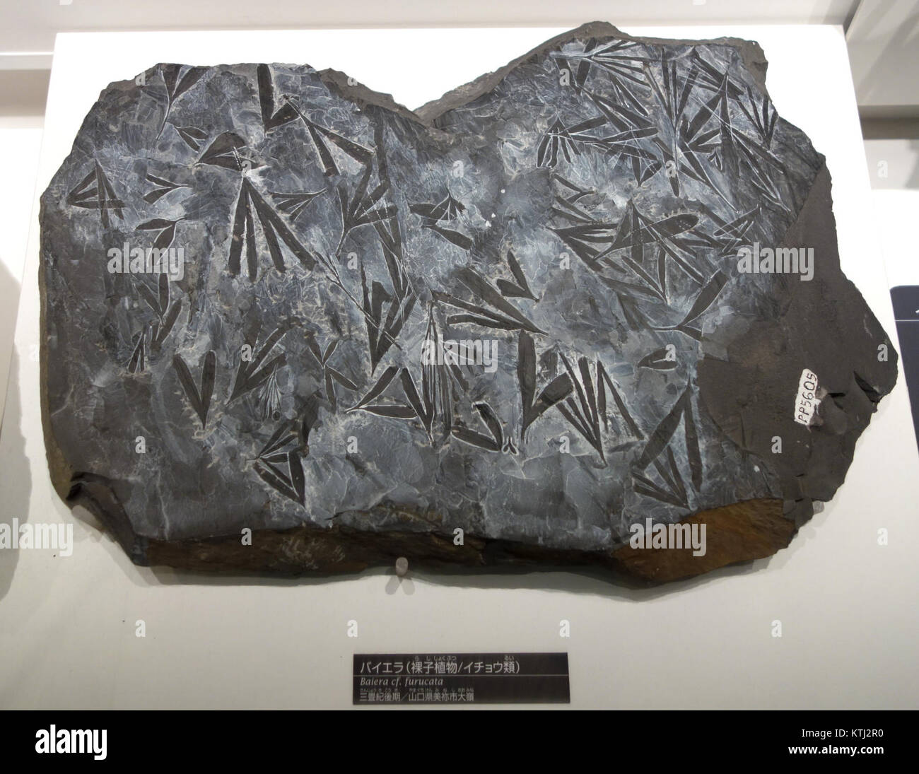 This image shows a specimen of *Baiera cf. furcata*, a species ...