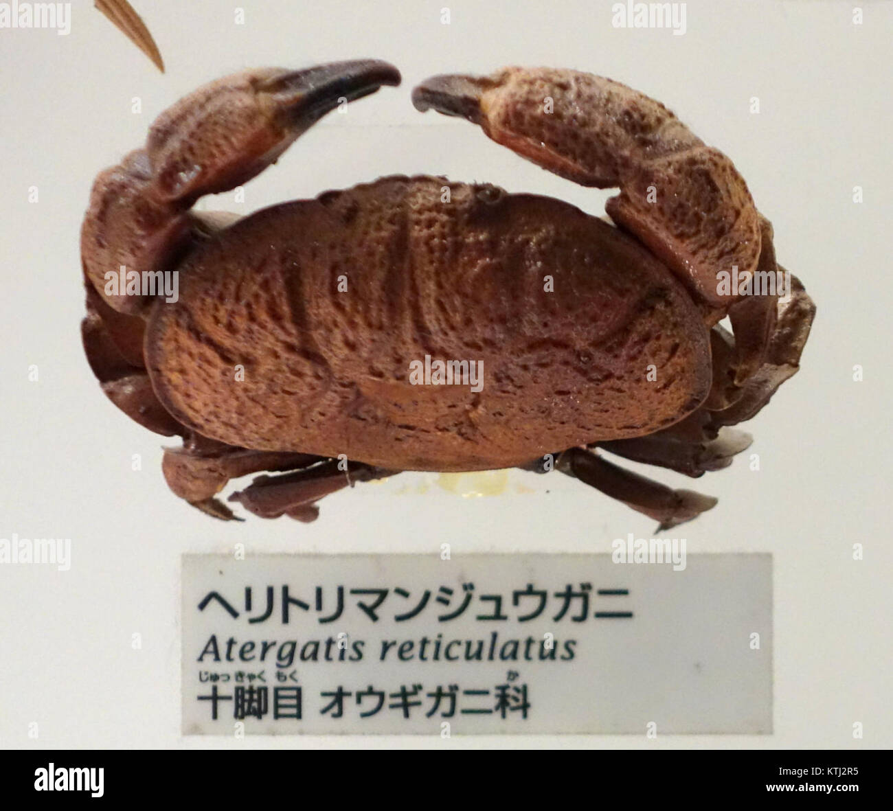 Atergatis reticulatus is a species of marine crab displayed at the ...
