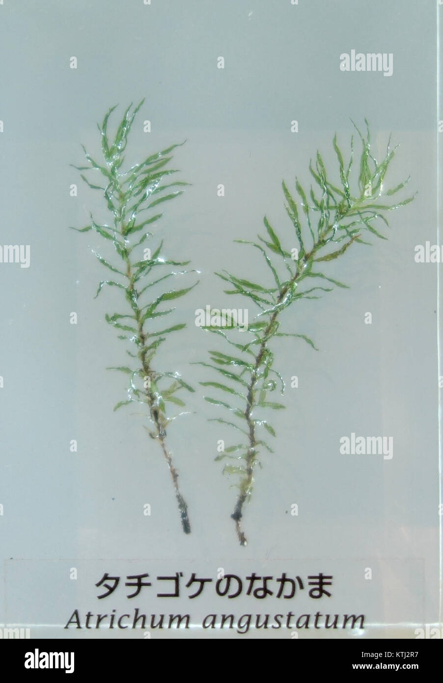 Atrichum angustatum is a species of moss, displayed at the National ...