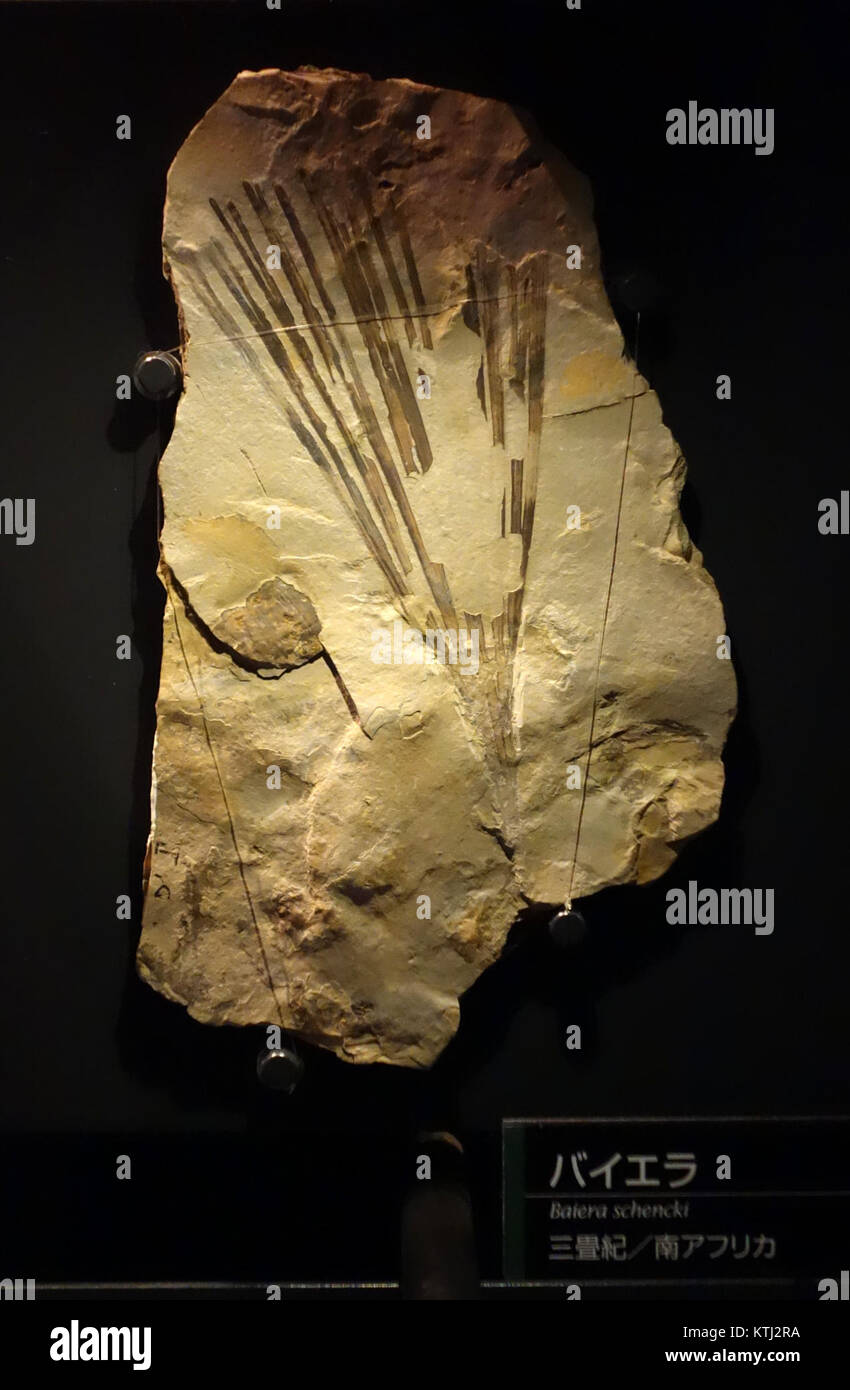 Baiera hi-res stock photography and images - Alamy