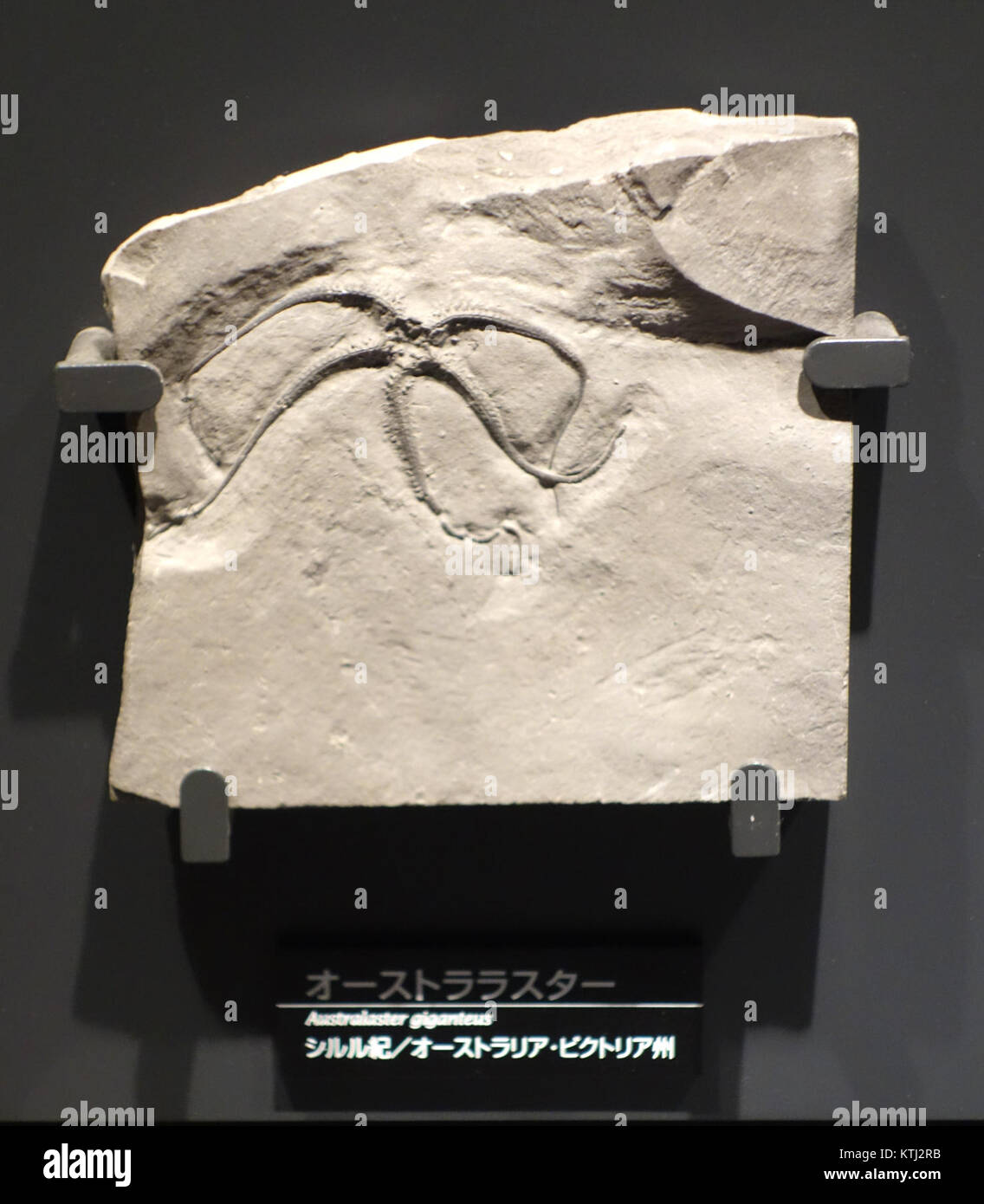 Marine fossils starfish hi-res stock photography and images - Alamy