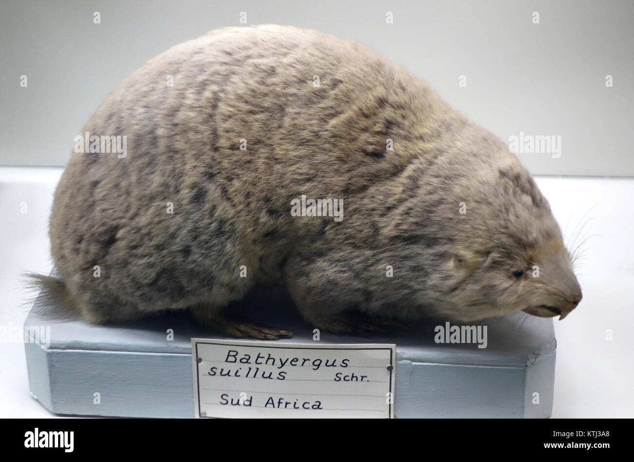 Bathyergus suillus hi-res stock photography and images - Alamy