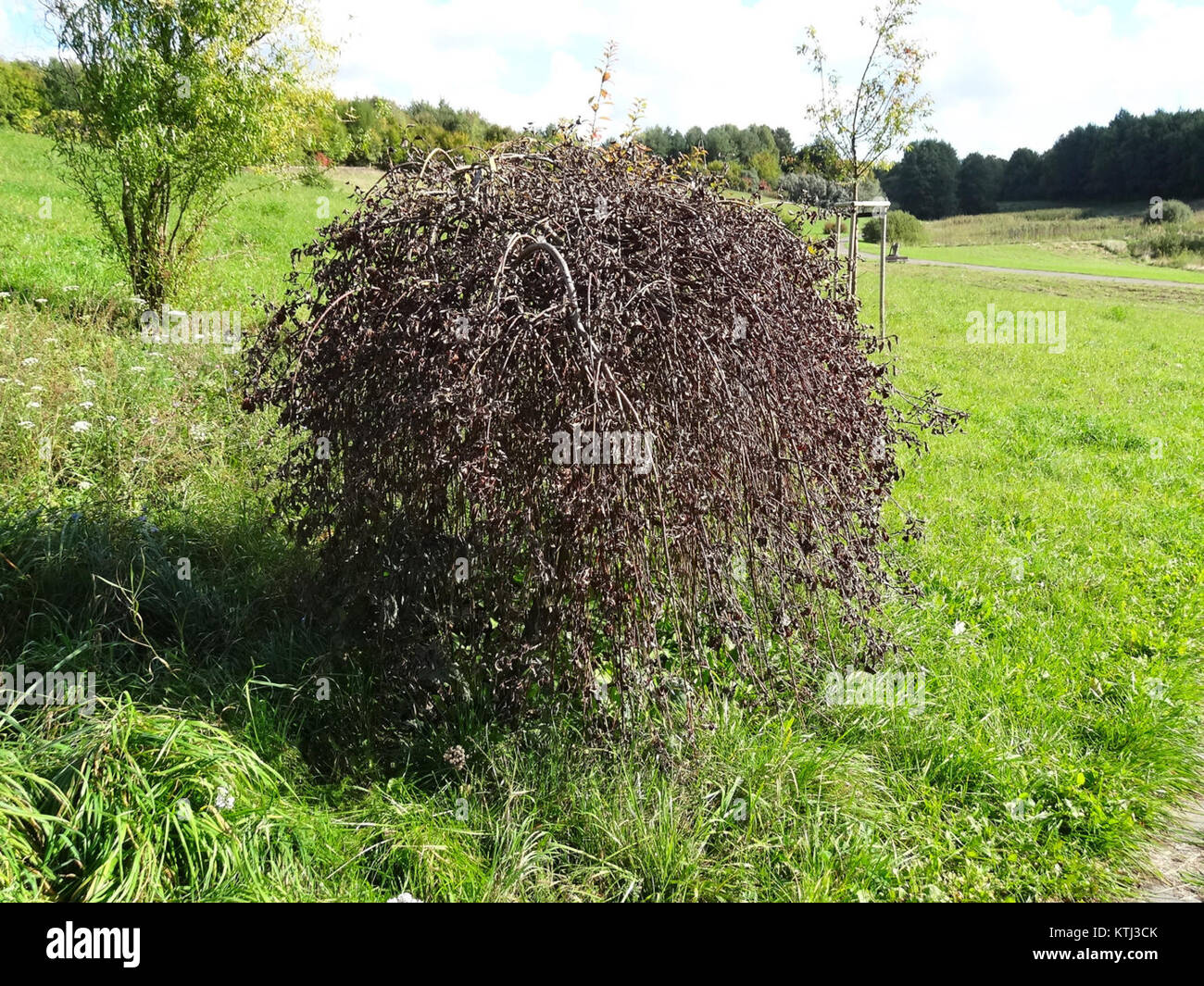This image captures the botanical garden at LPKiW in Poland, showcasing ...