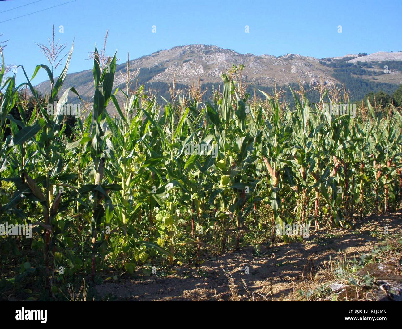 Azkoitia 73 Stock Photo - Alamy