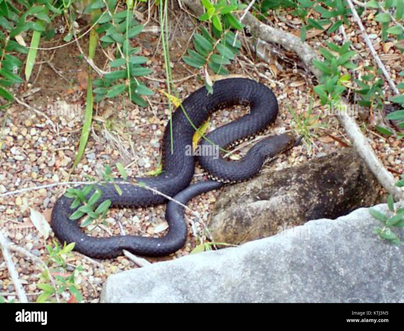 Austrelaps superbus, commonly known as the stunning black-banded snake ...