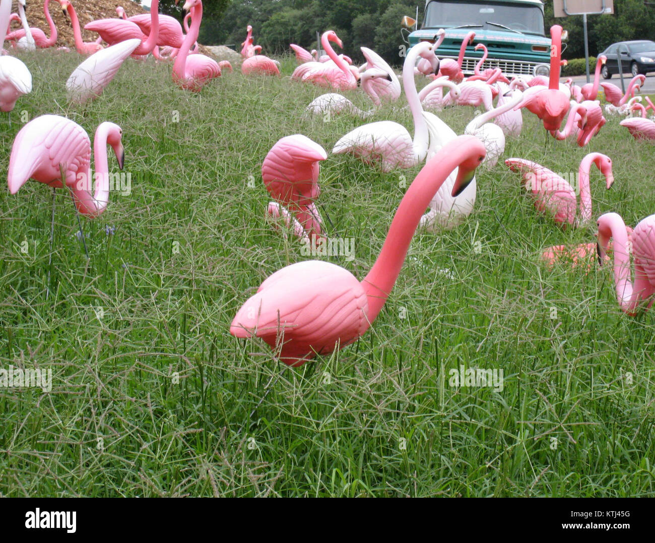 This image captures a flock of plastic pink flamingos at a local ...