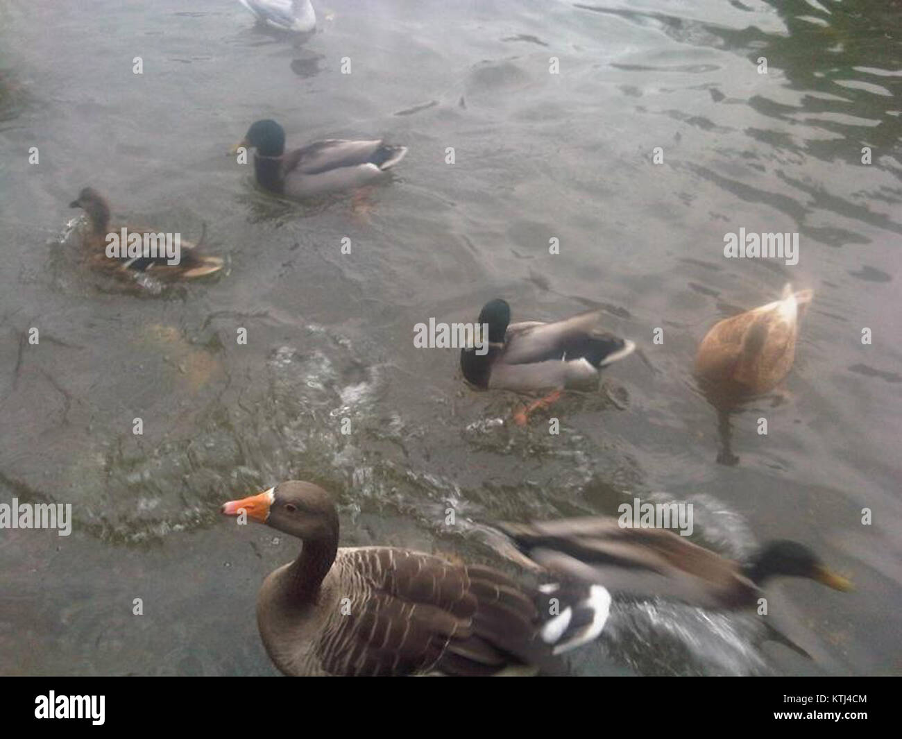 Barnes pond hi-res stock photography and images - Alamy