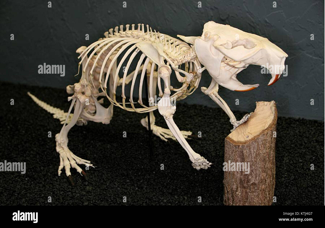 The skeleton of a beaver, showing its structure and bone formation ...