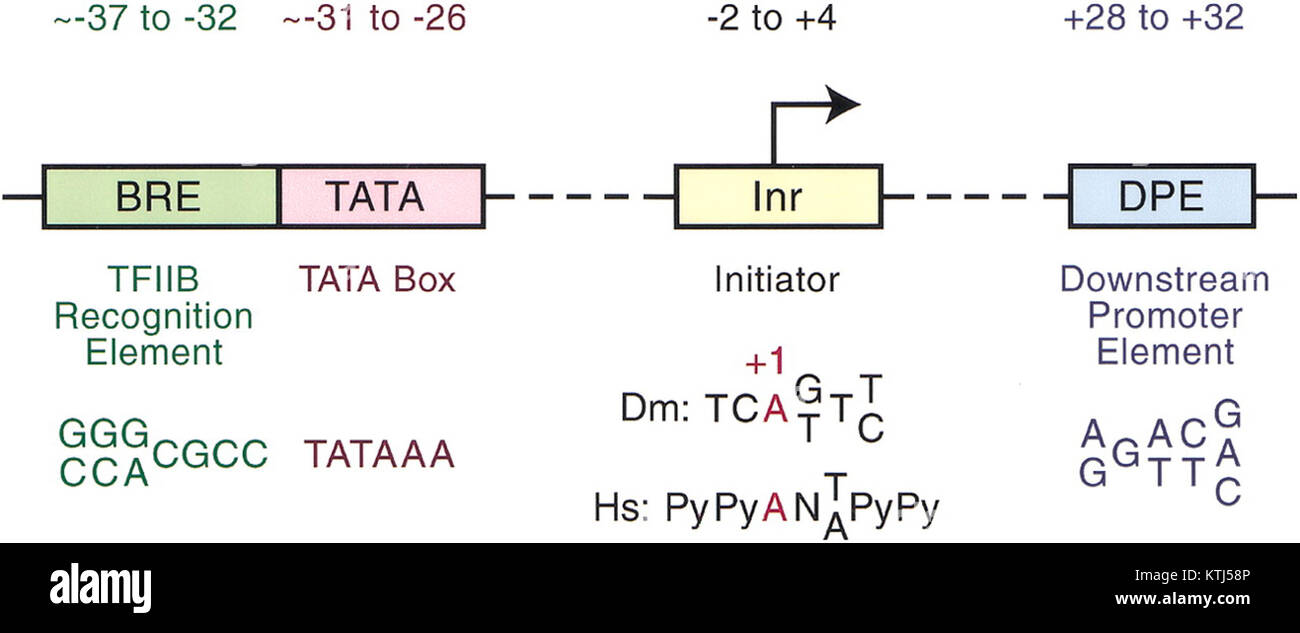 Diagram illustrating core promoter elements, key DNA sequences ...