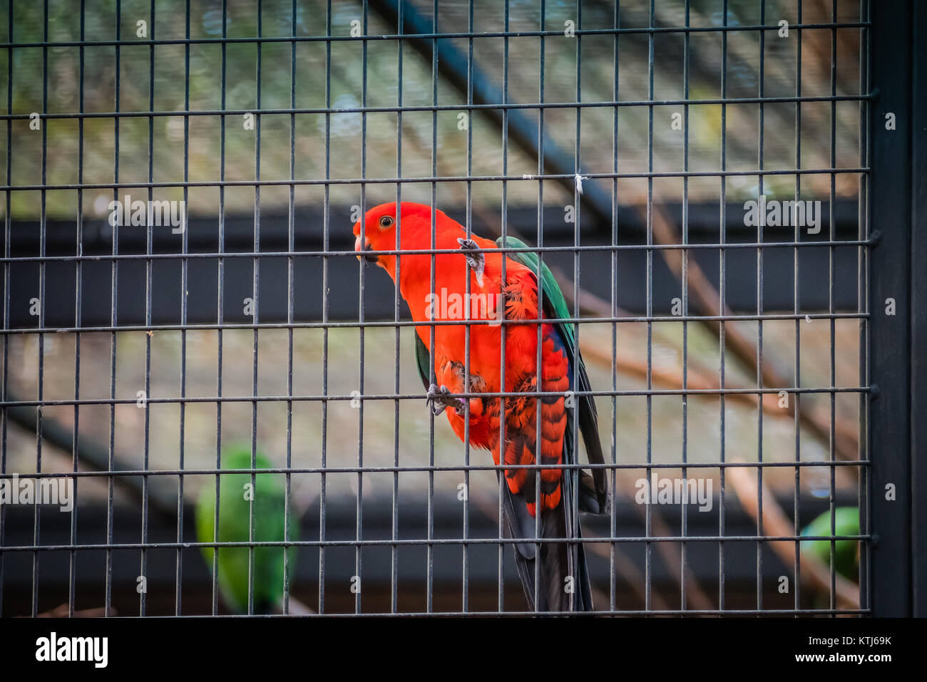 parrot birds inside a cage Stock Photo - Alamy