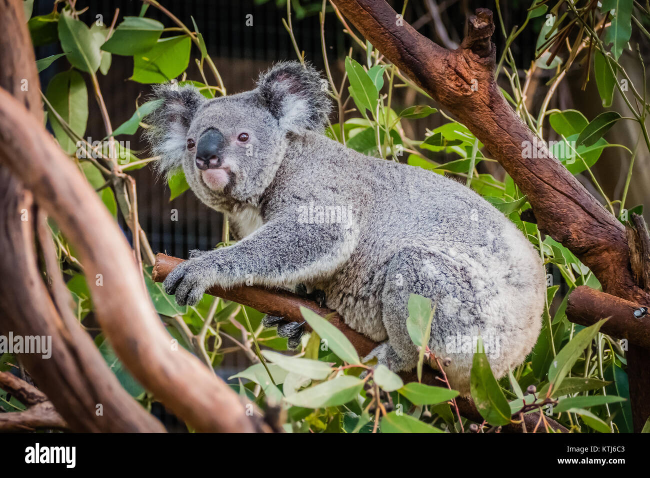 koala bear climbing on a tree Stock Photo - Alamy