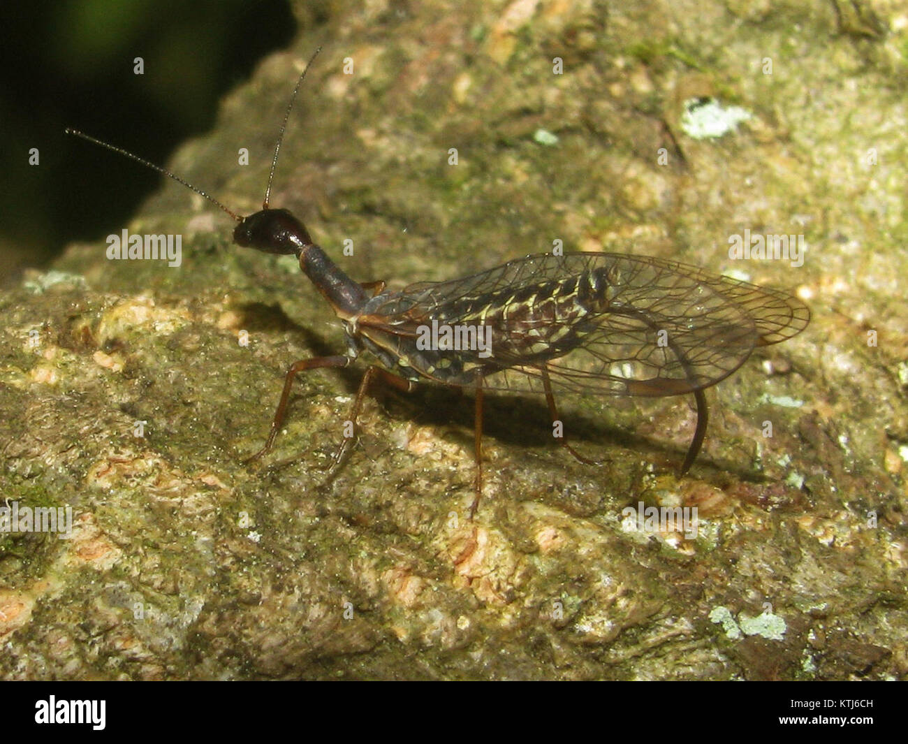 Atlantoraphidia maculicollis is a species of insect in the family ...