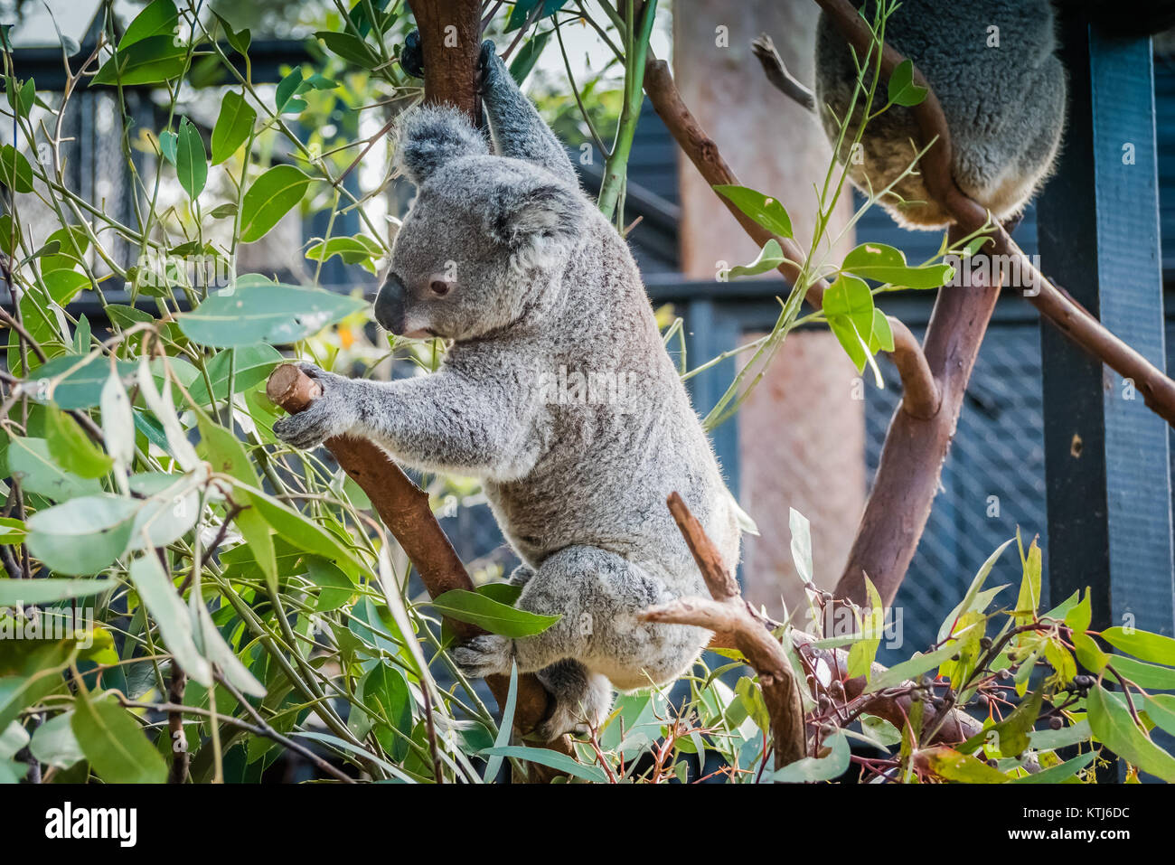 koala bear climbing on a tree Stock Photo - Alamy