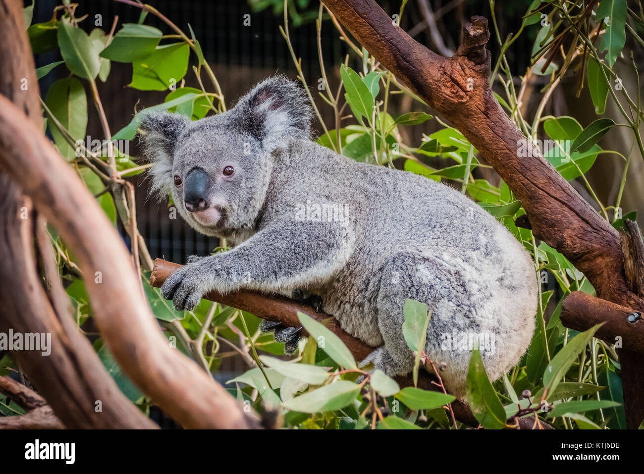 koala bear climbing on a tree Stock Photo - Alamy