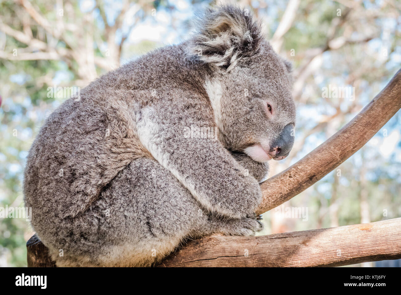 Koala on the tree hi-res stock photography and images - Alamy