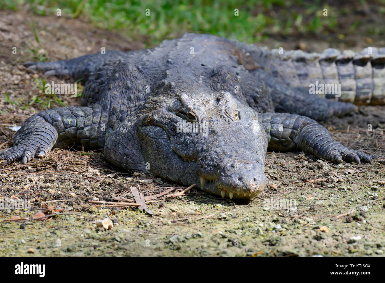 Big crocodile hi-res stock photography and images - Alamy