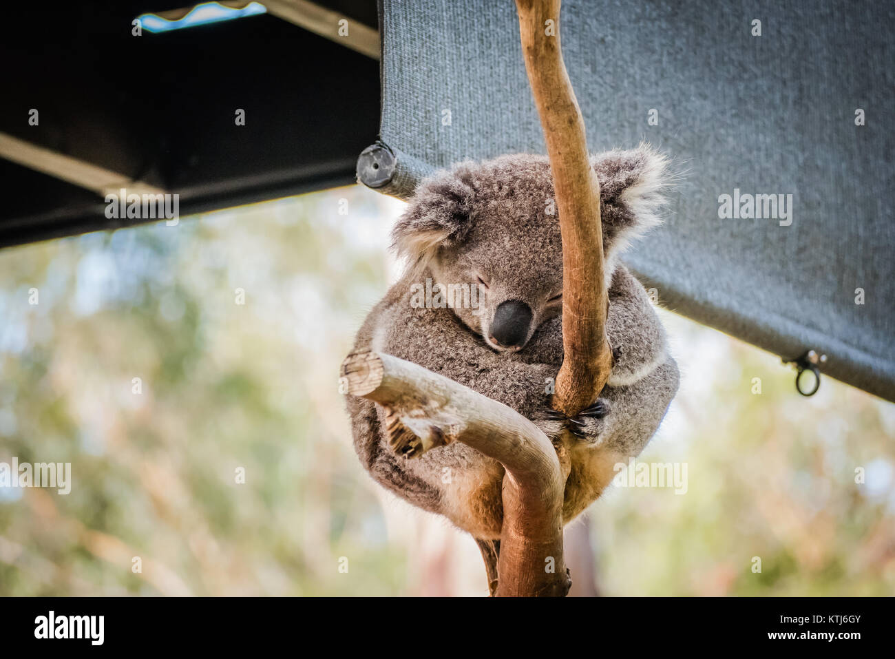 koala bear climbing on a tree Stock Photo - Alamy